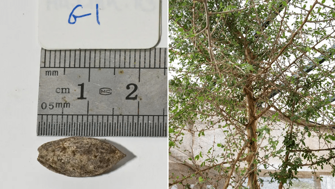Un árbol bíblico perdido 'resucita' tras 1.000 años | Diario El Norte ...