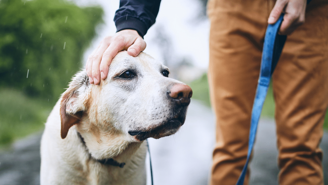 Un estudio demostró que las personas que viven con perro lo hacen con ...