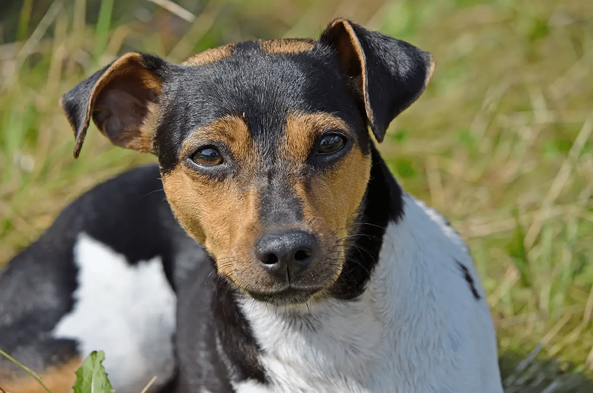 El Terrier de Campo: el 'ratonero' que acompaña al gaucho desde 1880 ...
