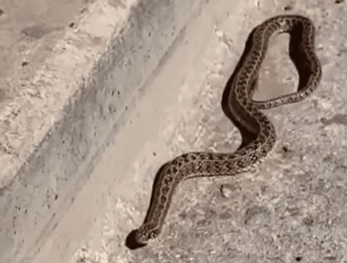 Jóvenes avistaron una yarará en la Costanera Alta en la tarde de hoy ...