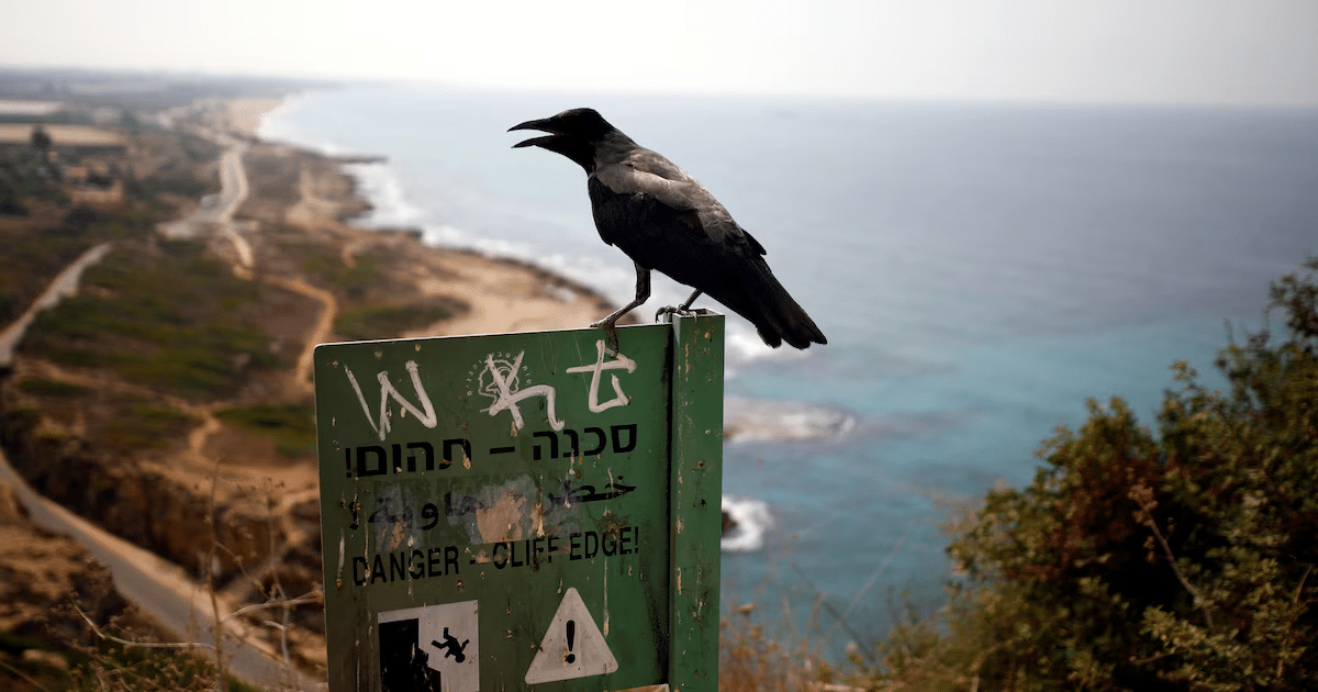 La curiosa relación entre los cuervos y la memoria humana | Diario El ...