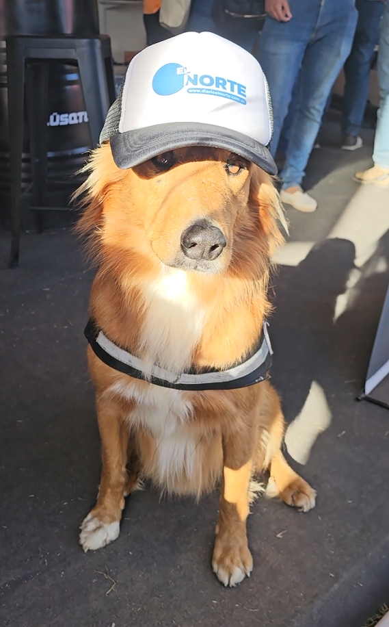 El perro más famoso del campo argentino dijo presente en Expoagro ...