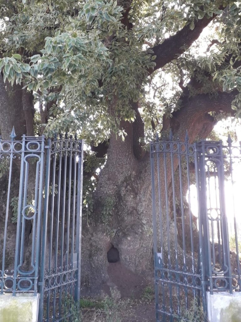 El Ombú de Cullén, 186 años siendo un símbolo en San Nicolás | Diario ...