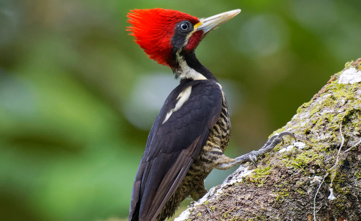 Científicos descubrieron cómo los pájaros carpinteros perforan madera ...