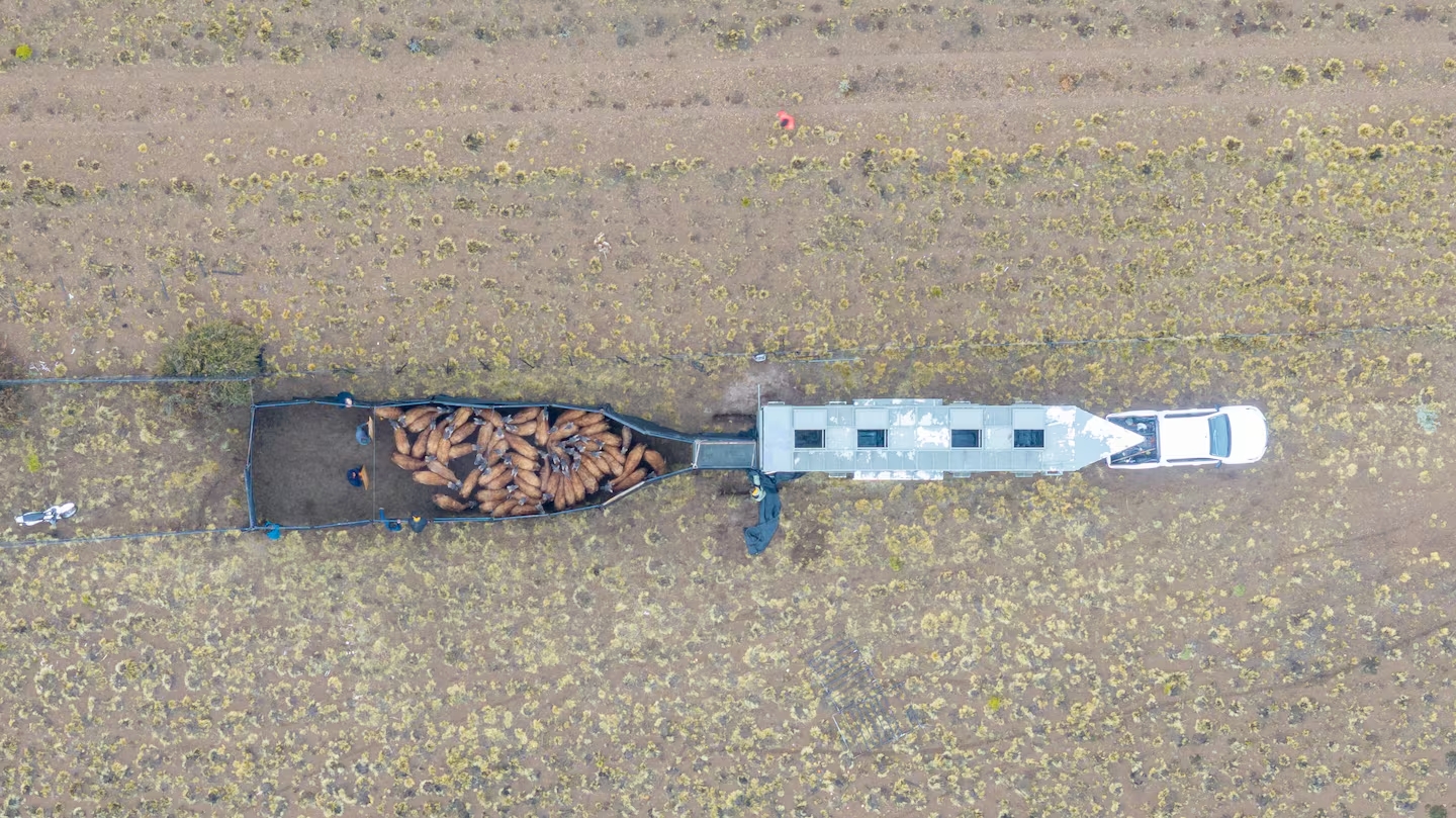 Después de 110 años, el guanaco volvió al Chaco: liberaron un grupo en ...